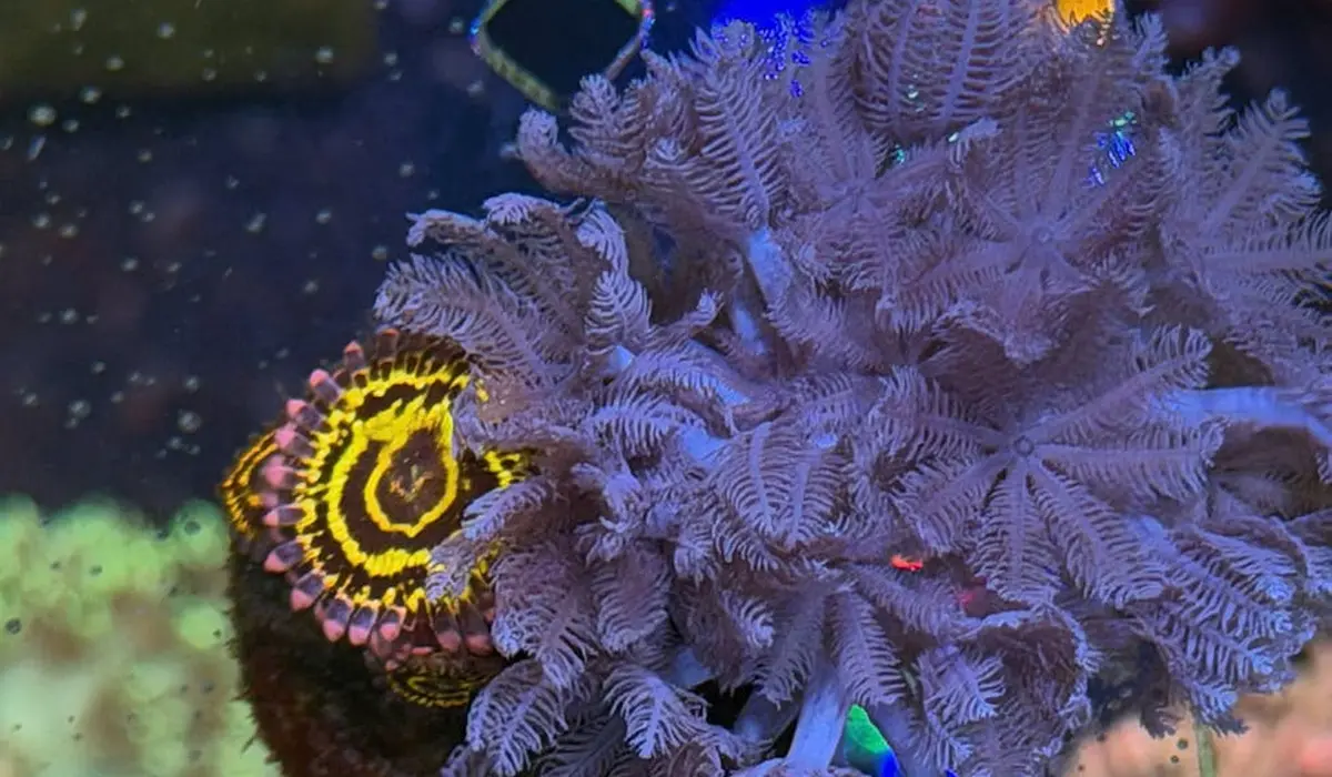 Bacterial Bloom in Your Aquarium: Unraveling the Cloudy Water Mystery ...