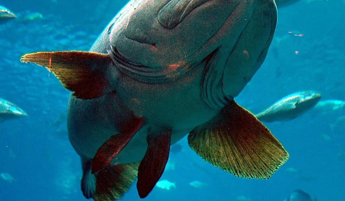Banishing Phosphates: Your Saltwater Aquarium's Path to Pristine Water ...